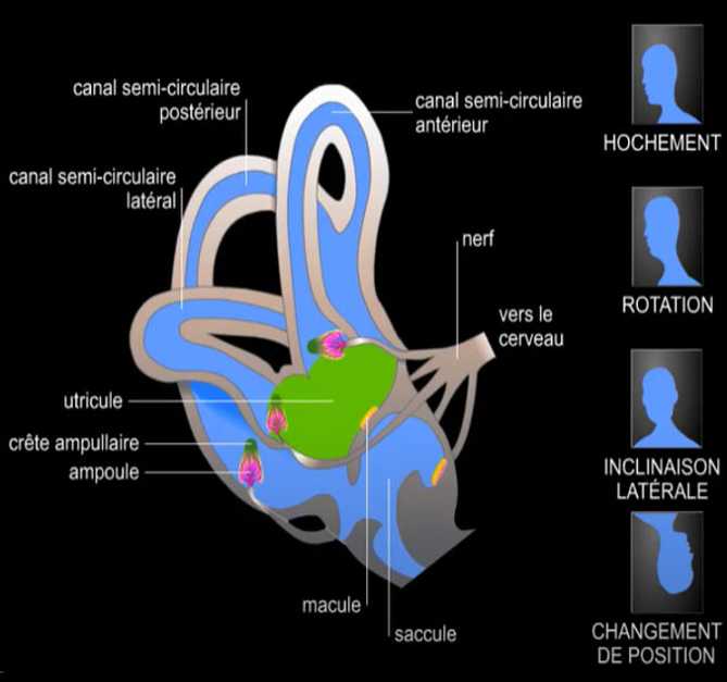 Oreille interne, système vestibulaire | Éditions Larousse