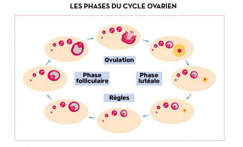 Le cycle menstruel, comment ça fonctionne ? | Éditions Larousse